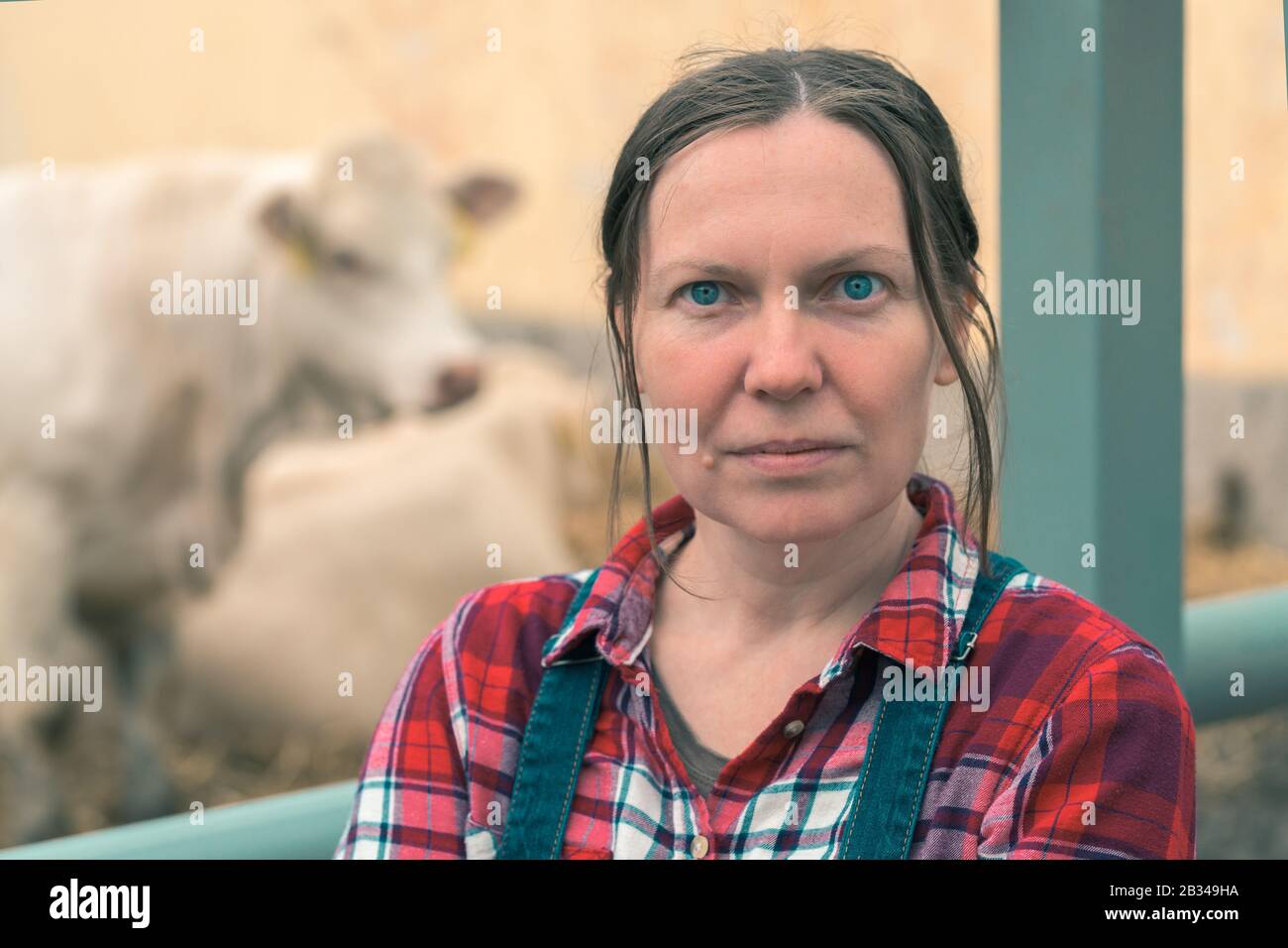 Proud successful farmer at cow dairy farm. Portrait of adult caucasian ...