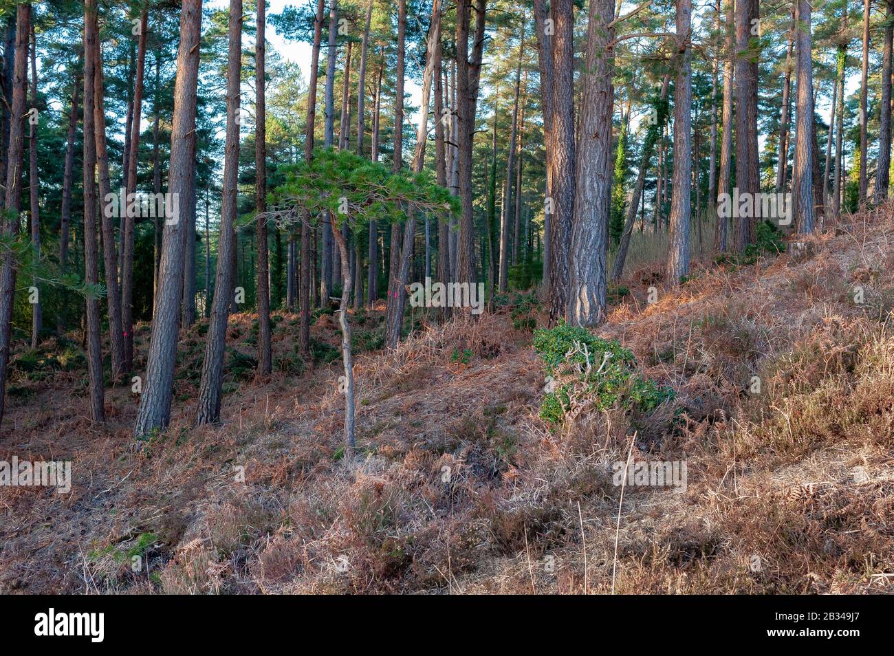 Pine trees growing on a hillside Stock Photo - Alamy