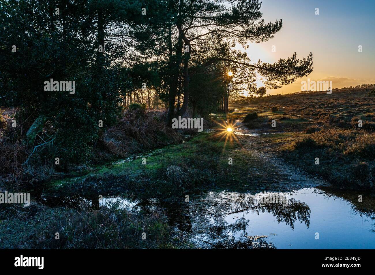 Wet forest landscape hi-res stock photography and images - Alamy