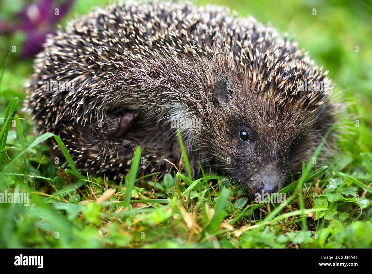 Hedgehog (Erinaceus europaeus). Cute hedgehog face with beady eyes ...