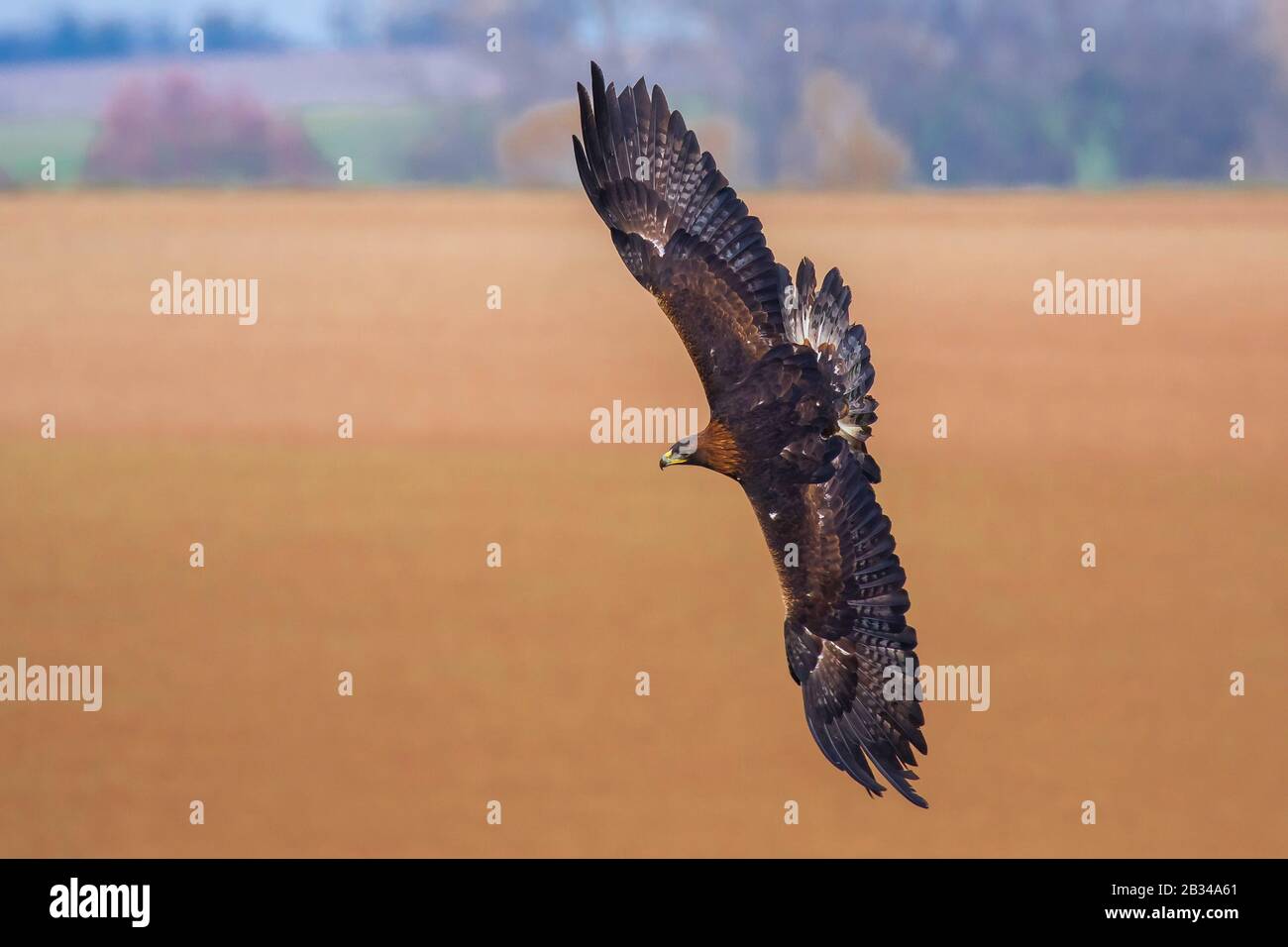 Birds flying over a field hi-res stock photography and images - Alamy