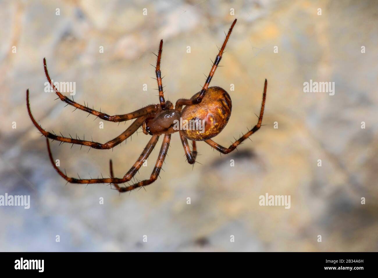 Cave spider hi-res stock photography and images - Alamy