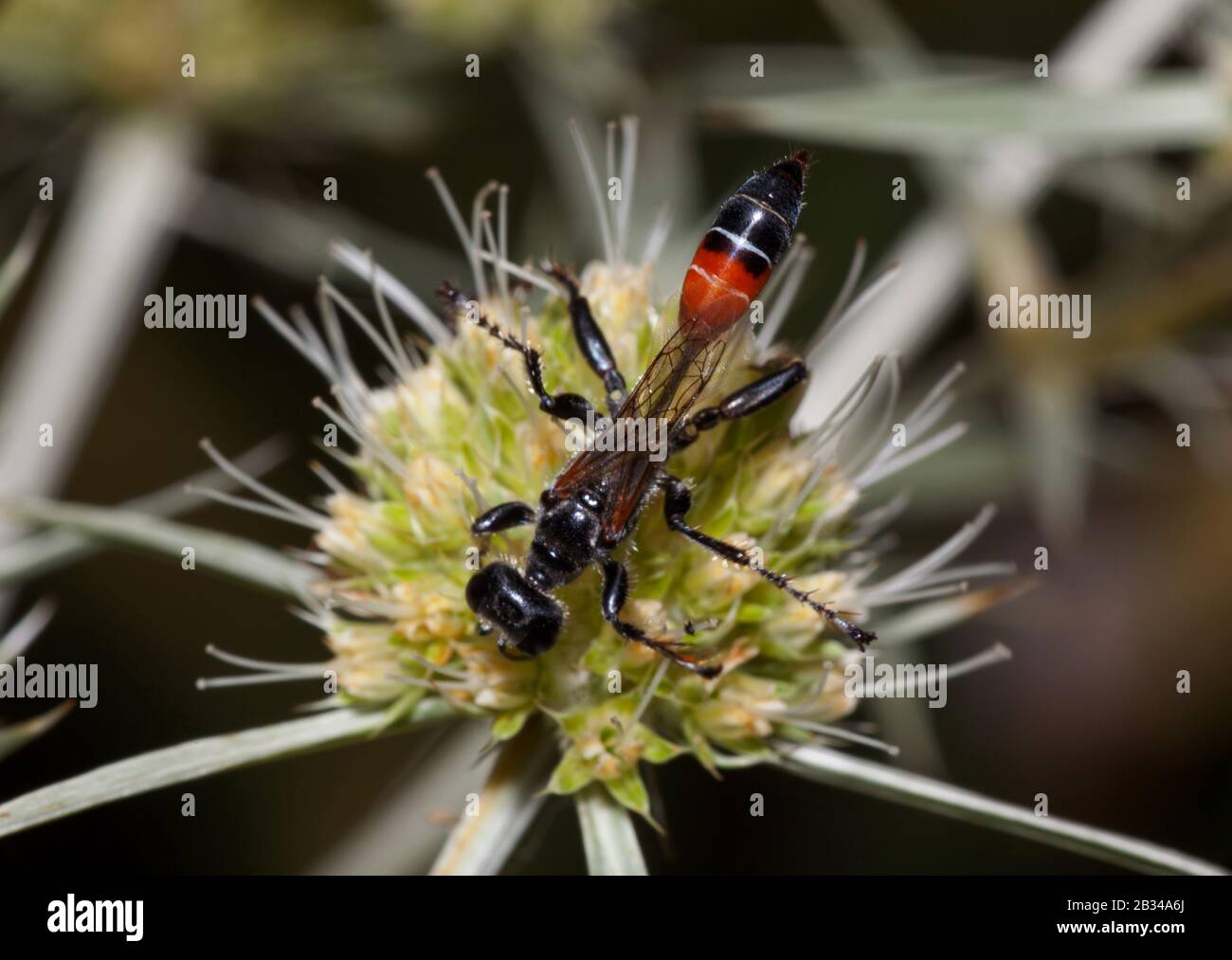 digger wasp (Prionix kirbii), on Eryngium, Austria, Burgenland ...
