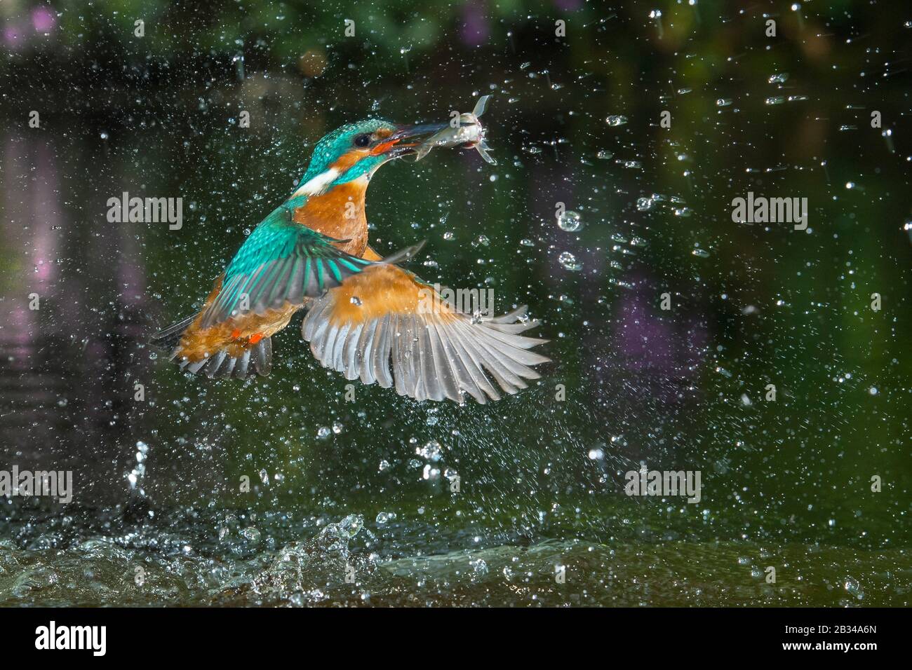 river kingfisher (Alcedo atthis), hunting, leaving the water with prey ...