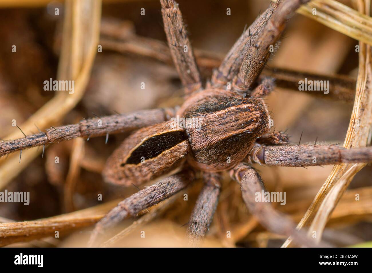 Running scrab spider (Thanatus formicinus), top view, Germany Stock ...