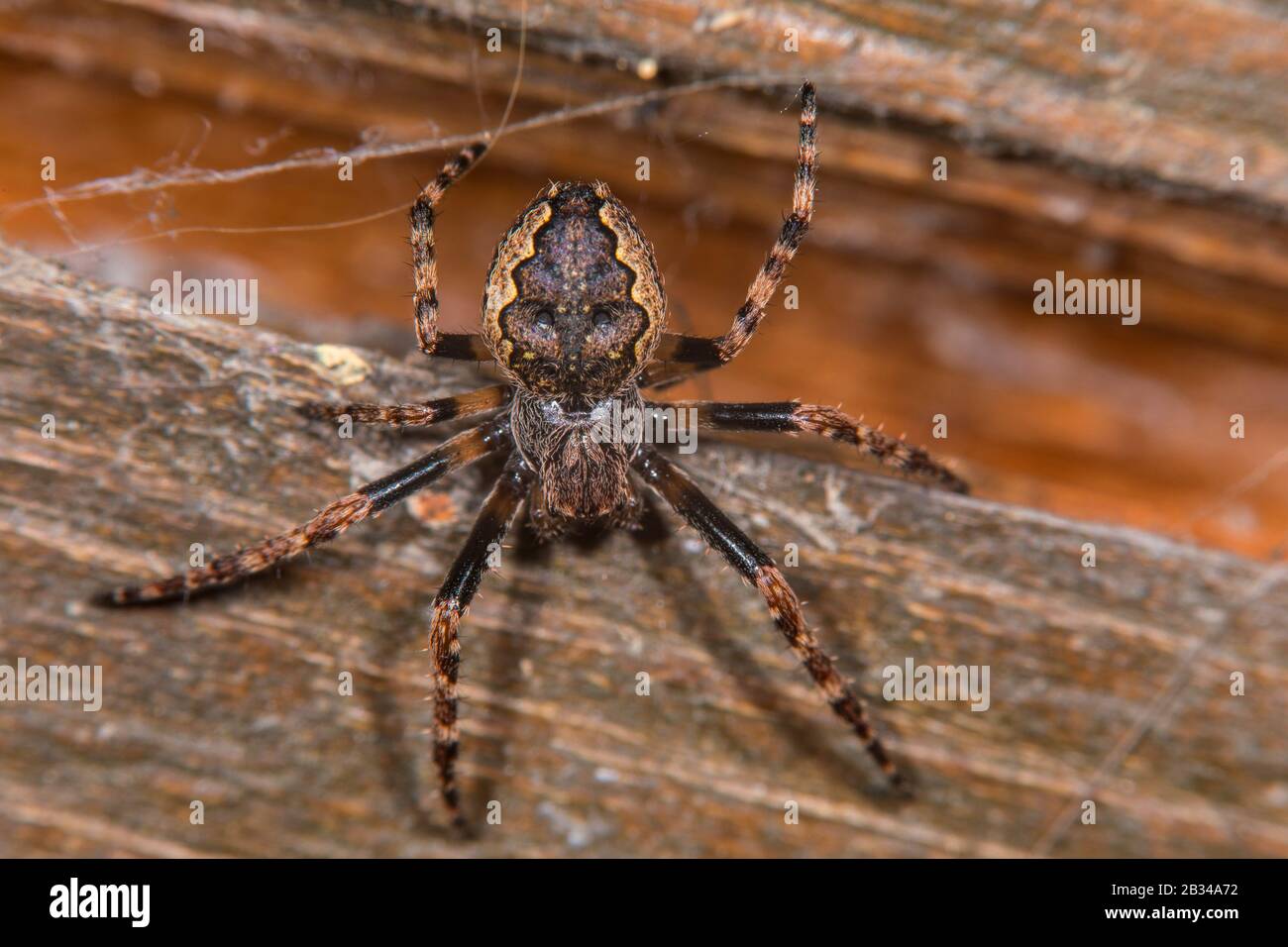 Crevice spider, Walnut Orb-Weaver Spider, Walnut orb weaver spider ...