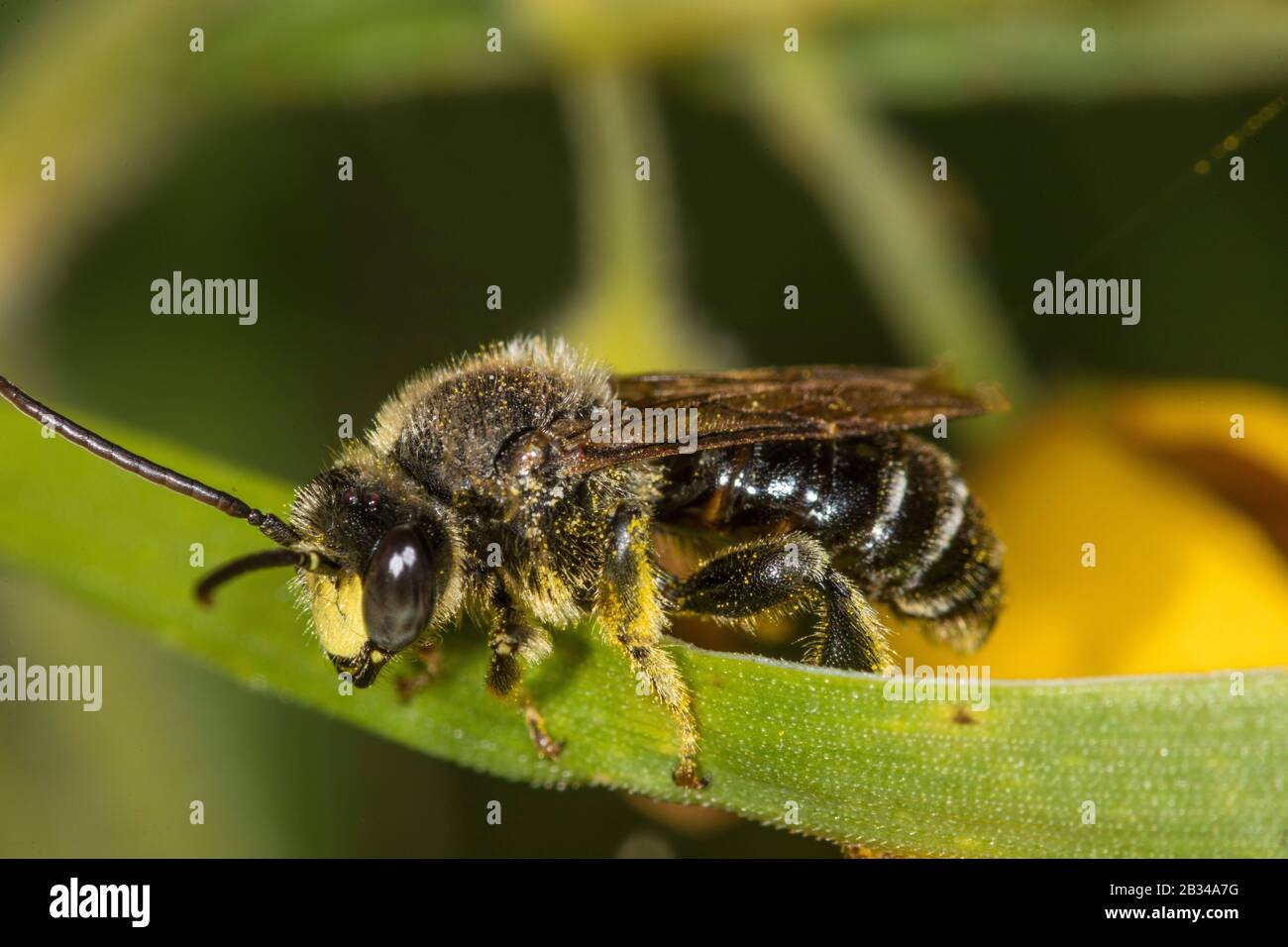 Yellow-Loosestrife Bee (Macropis labiata, Macropis europaea), sitting ...