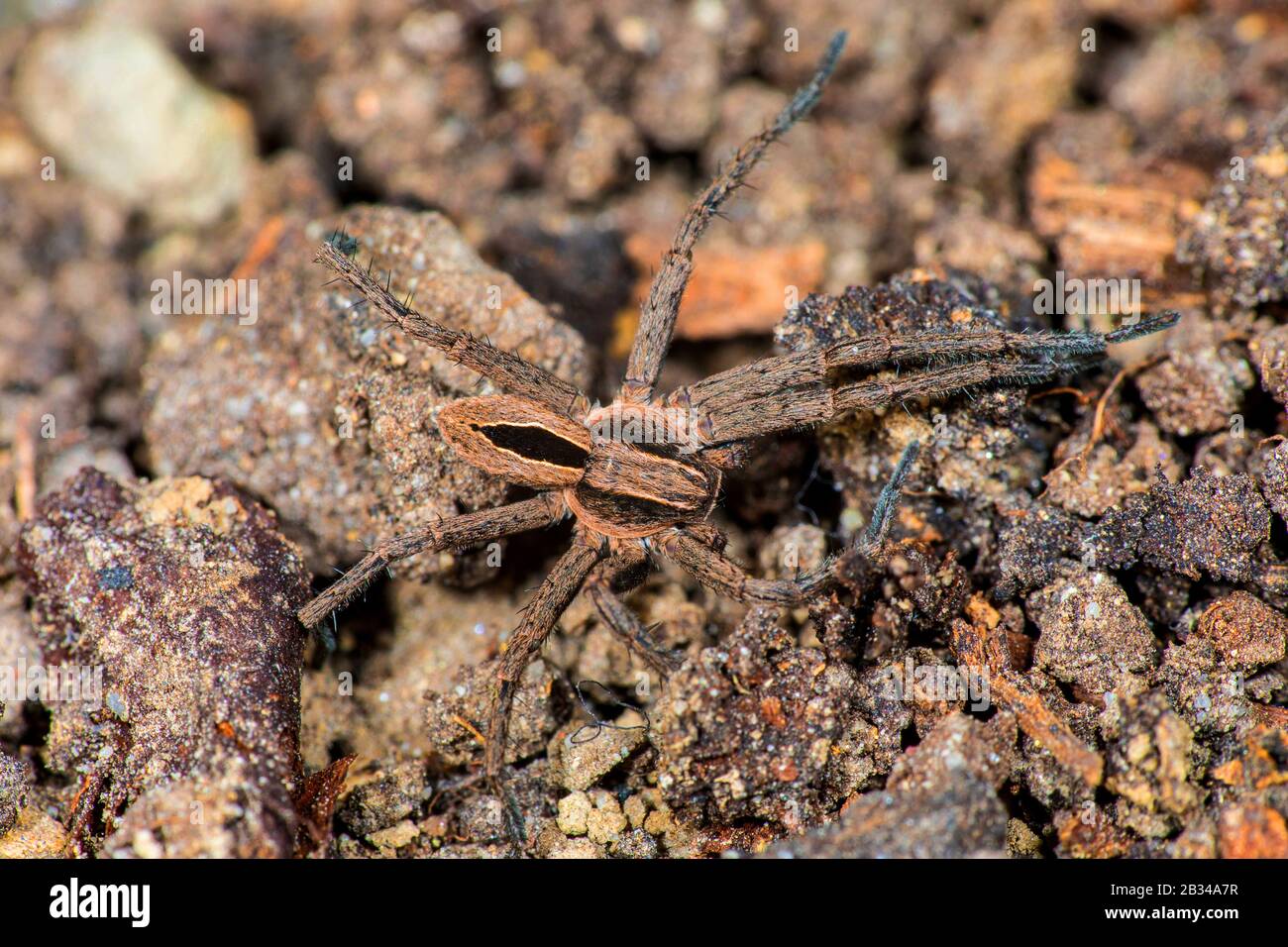 Scrab hi-res stock photography and images - Alamy