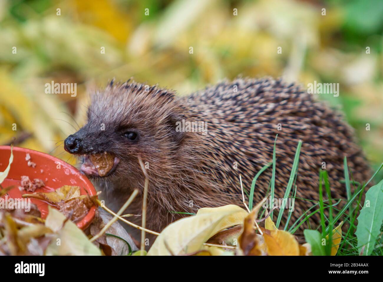 Hedgehog eating from bowl hi-res stock photography and images - Alamy