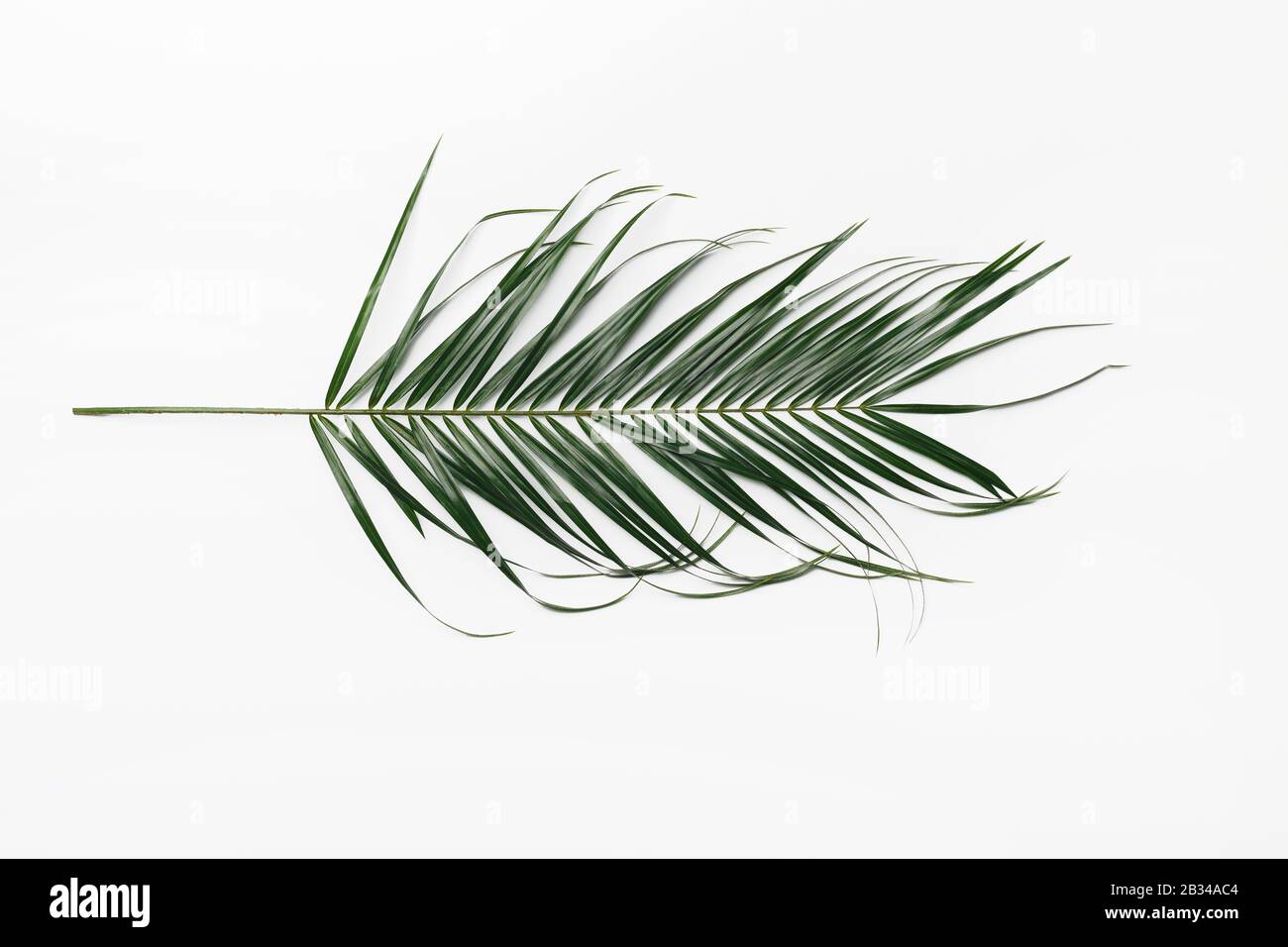 Creative layout made of green tropical leafe on white Stock Photo - Alamy