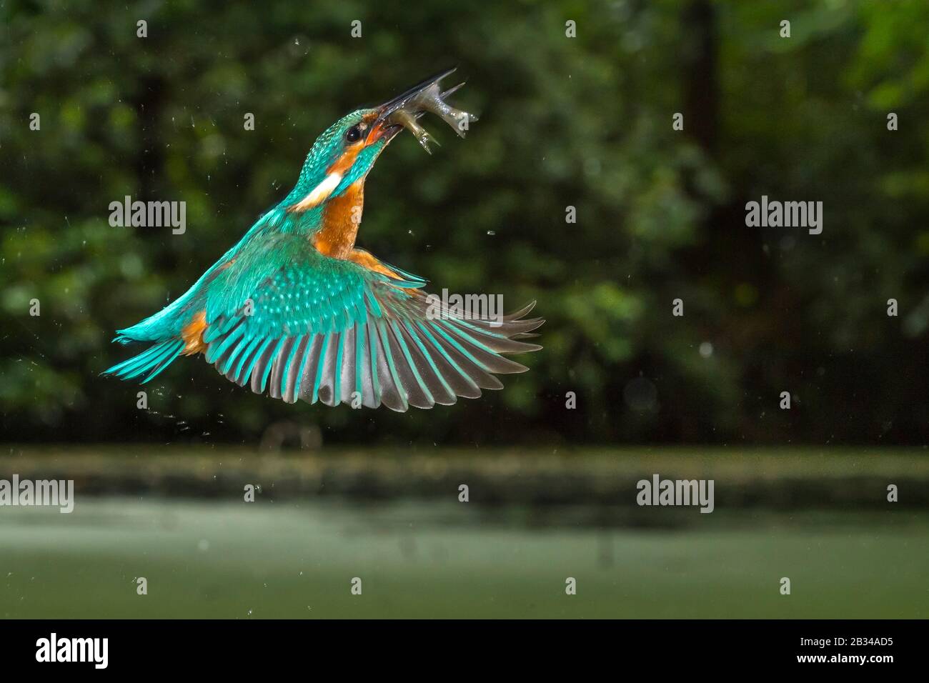 river kingfisher (Alcedo atthis), hunting, leaving the water with prey ...