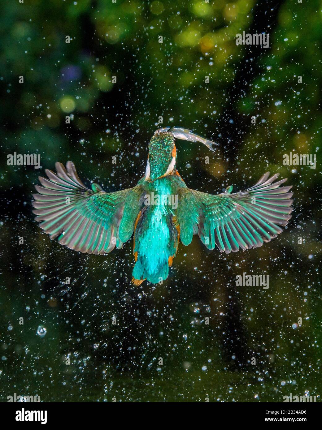 river kingfisher (Alcedo atthis), hunting, leaving the water with prey ...