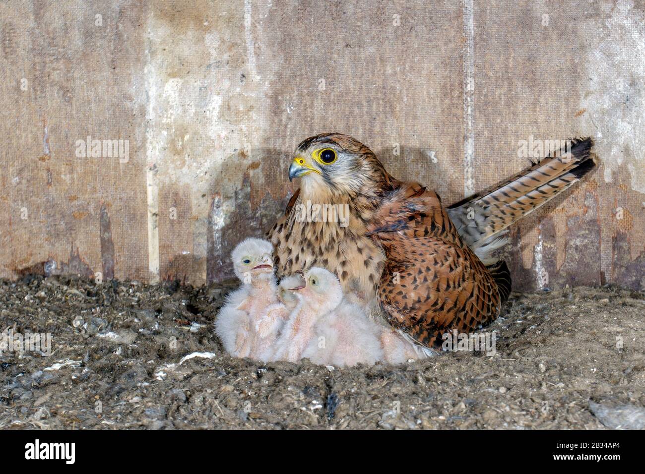 Juvenile kestrel wings hi-res stock photography and images - Alamy