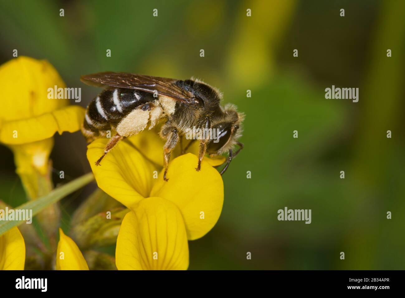 Small Gorse Mining-Bee (Andrena ovatula), female, Germany Stock Photo ...