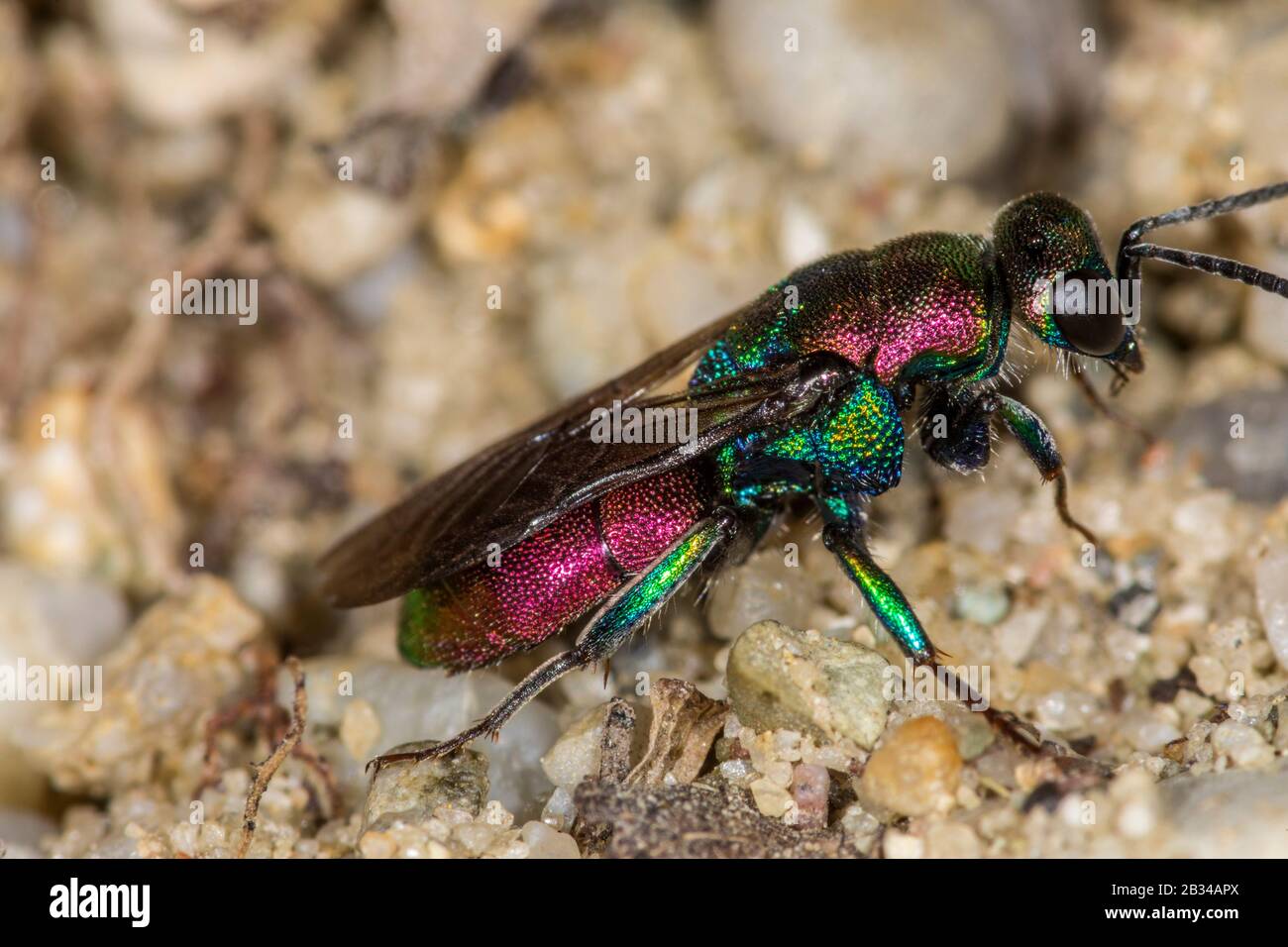 Gold wasp (Hedychrum rutilans), lateral view, Germany Stock Photo - Alamy