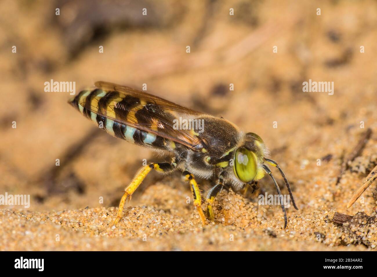 Bembix rostrata hi-res stock photography and images - Alamy
