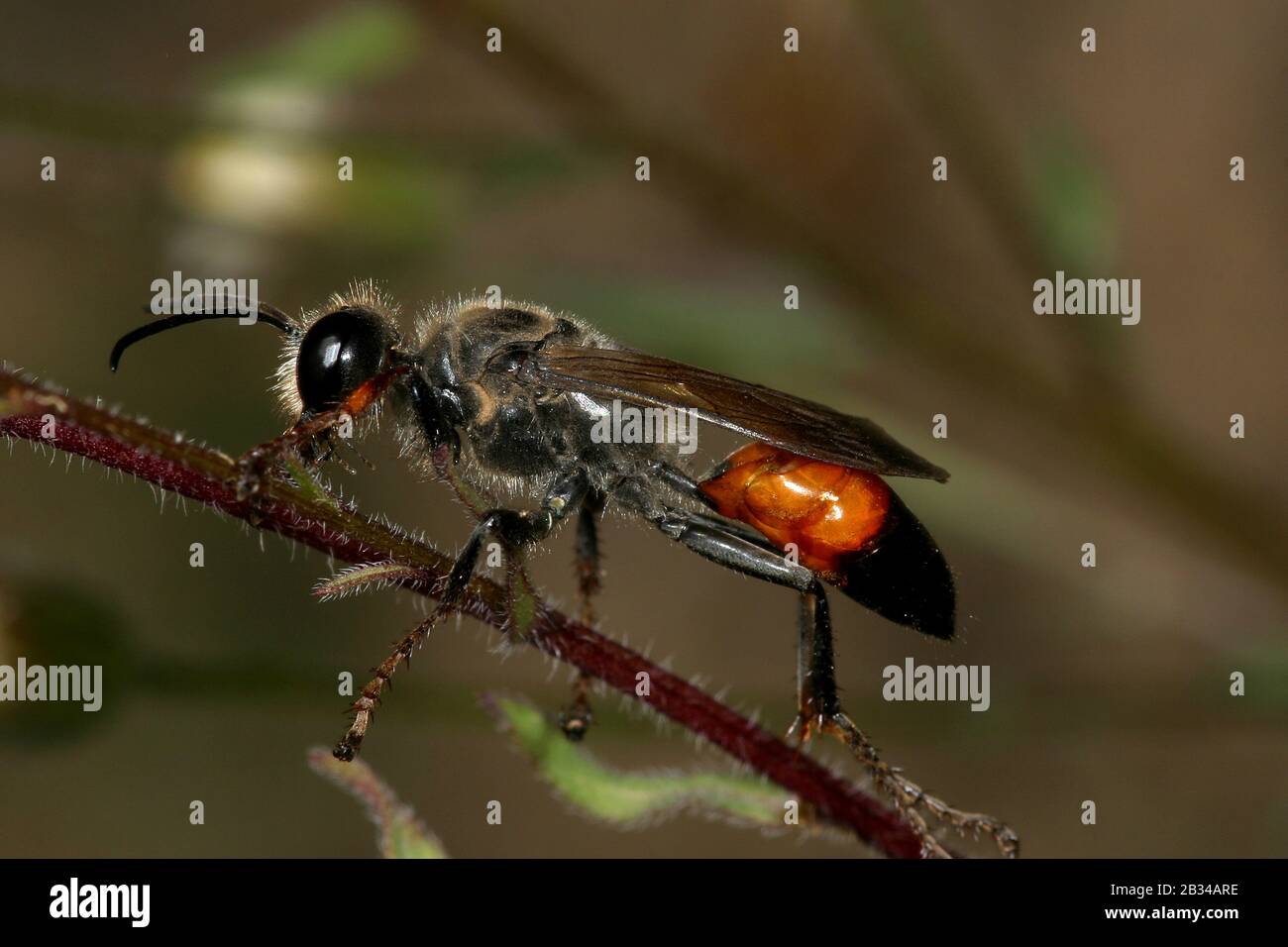 golden digger wasp (Sphex funerarius, Sphex rufocinetus), lateral view ...