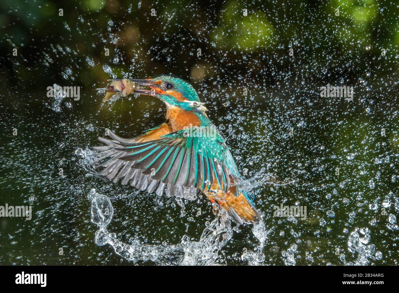 Food colouring in water hi-res stock photography and images - Alamy