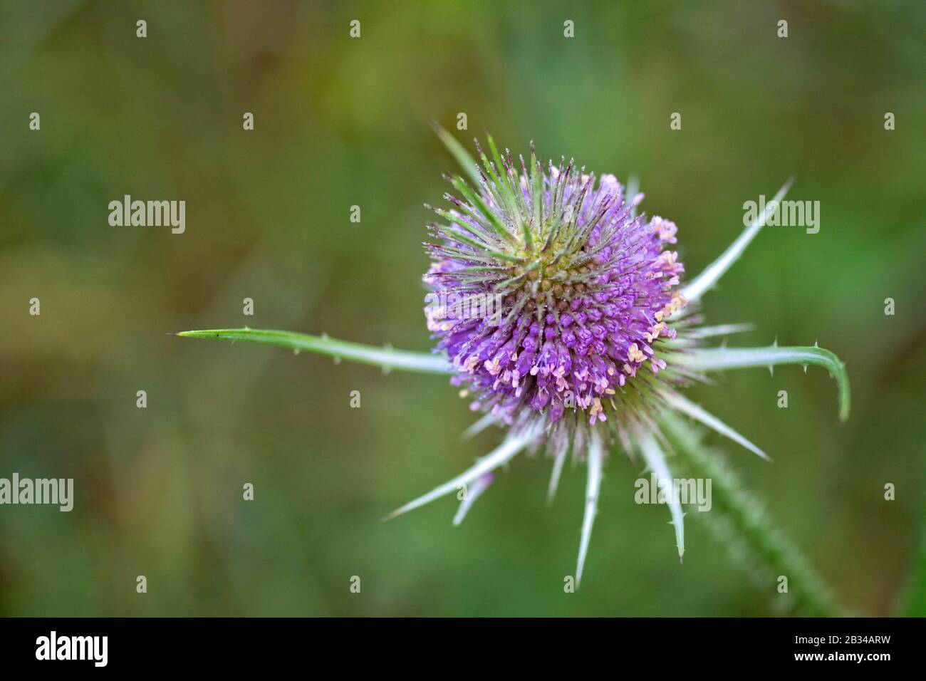 Wild teasel, Fuller's teasel, Common teasel, Common teazle (Dipsacus ...