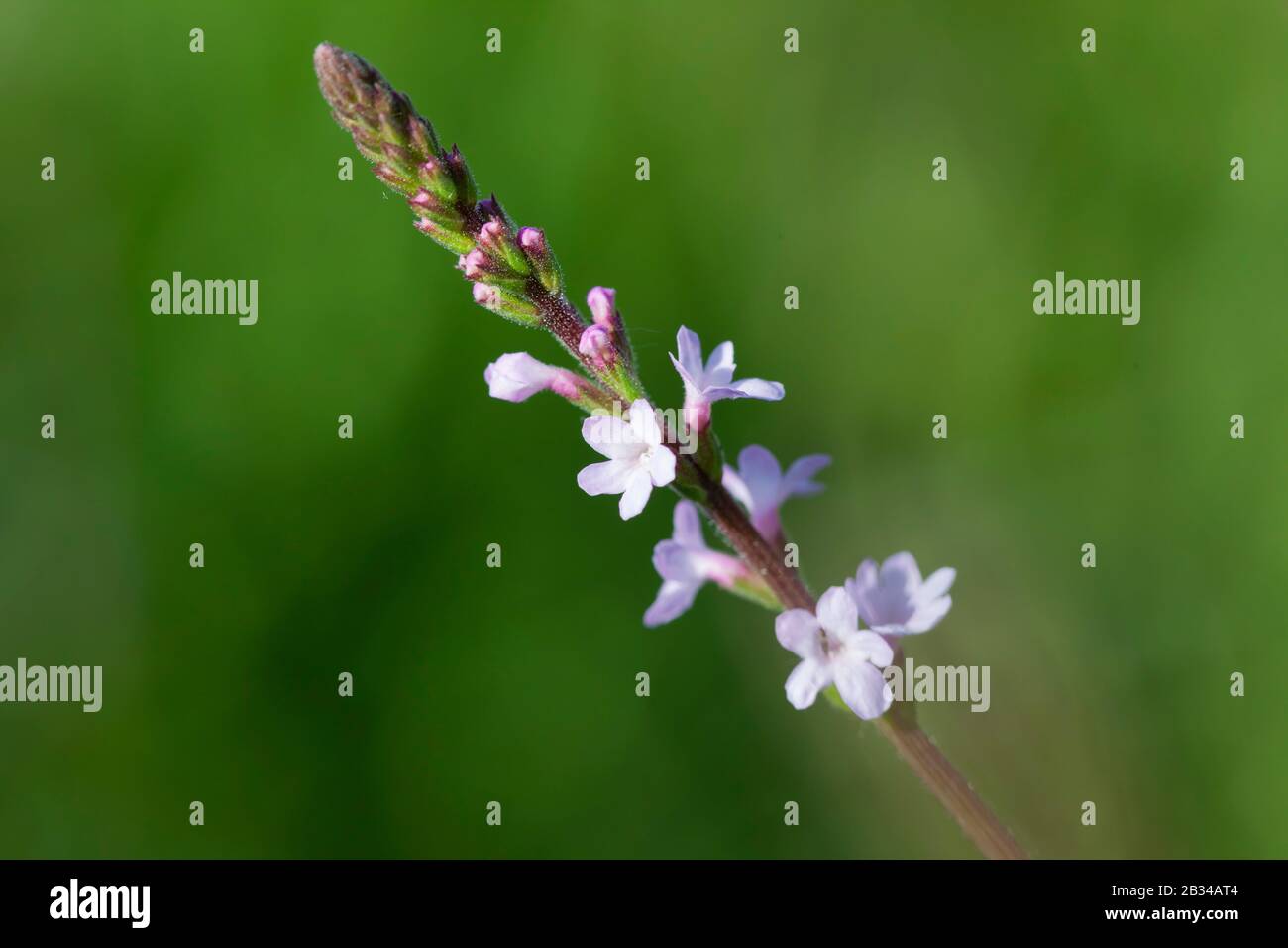 European vervain, Turkey Grass, Simpler's Joy (Verbena officinalis ...