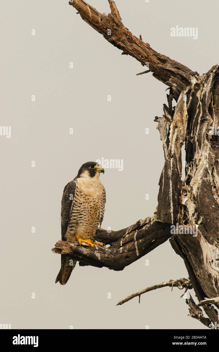 Falcon of india hi-res stock photography and images - Alamy
