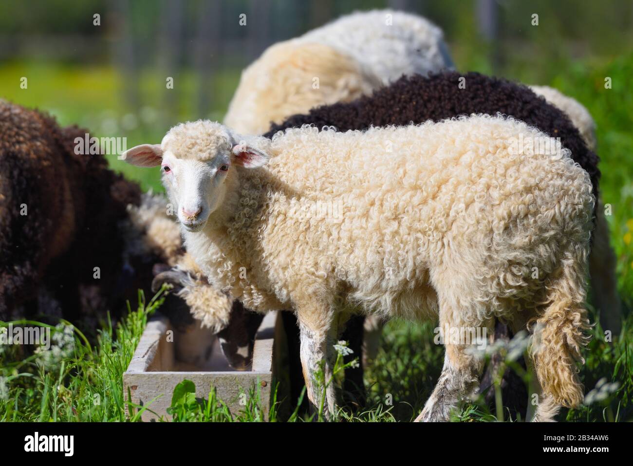 Sheep in nature on meadow. Farming outdoor Stock Photo - Alamy