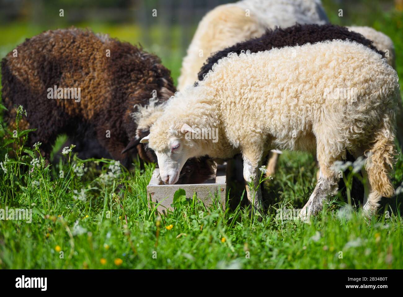 Sheep in nature on meadow. Farming outdoor Stock Photo - Alamy