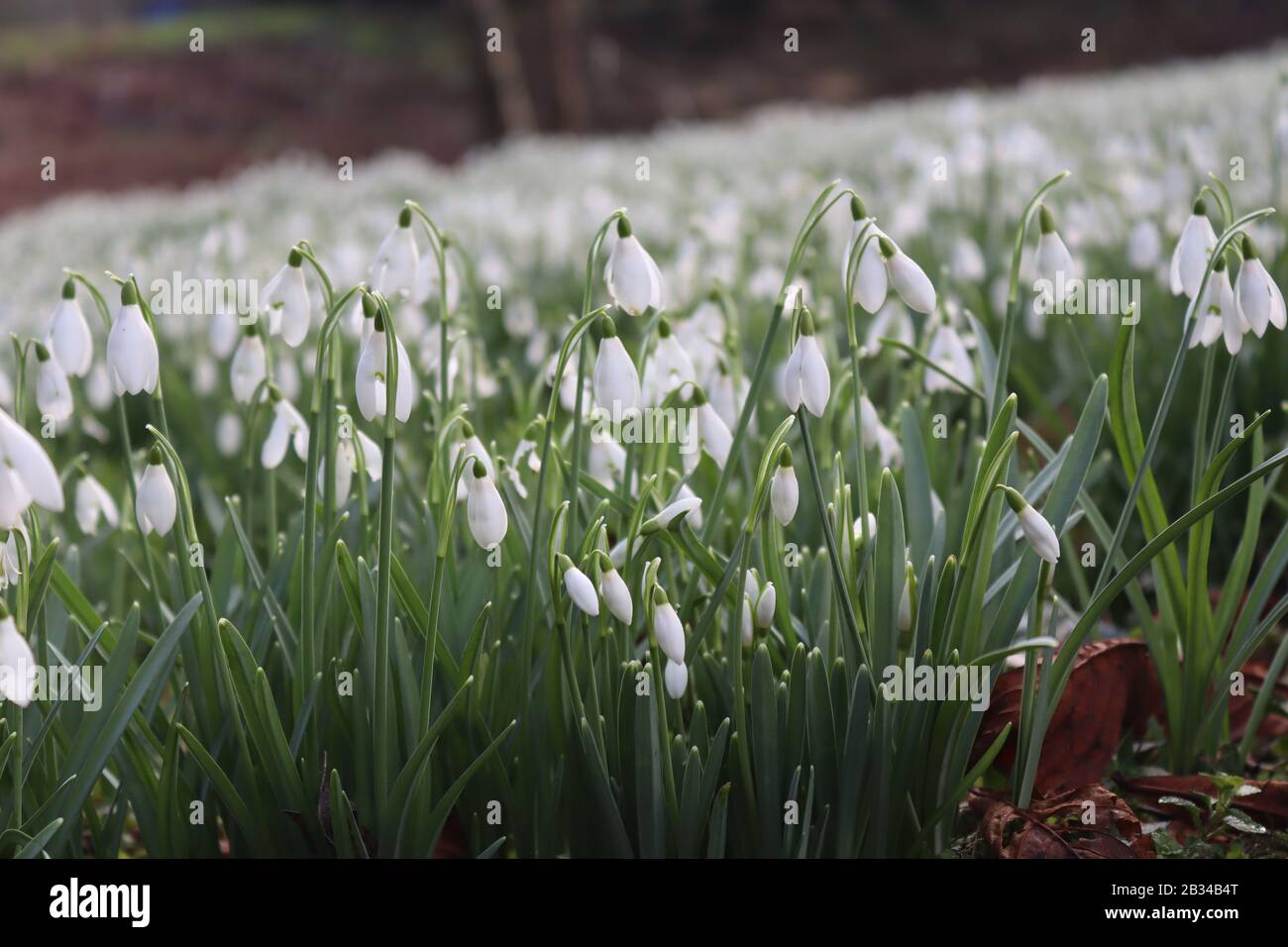 Field of spring snowdrops Stock Photo - Alamy