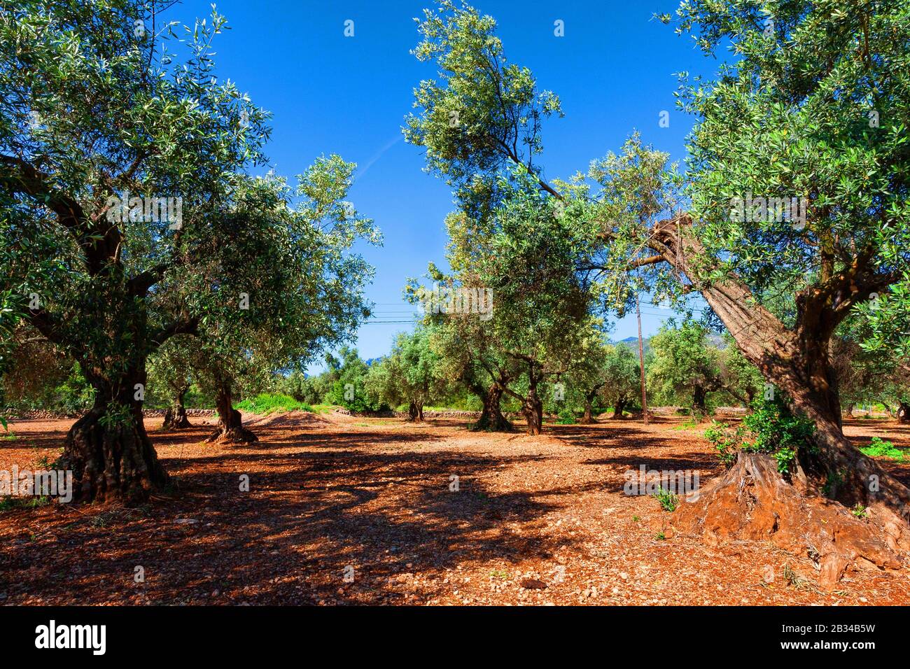 olive tree (Olea europaea ssp. sativa), old gnarled olive trees in a ...