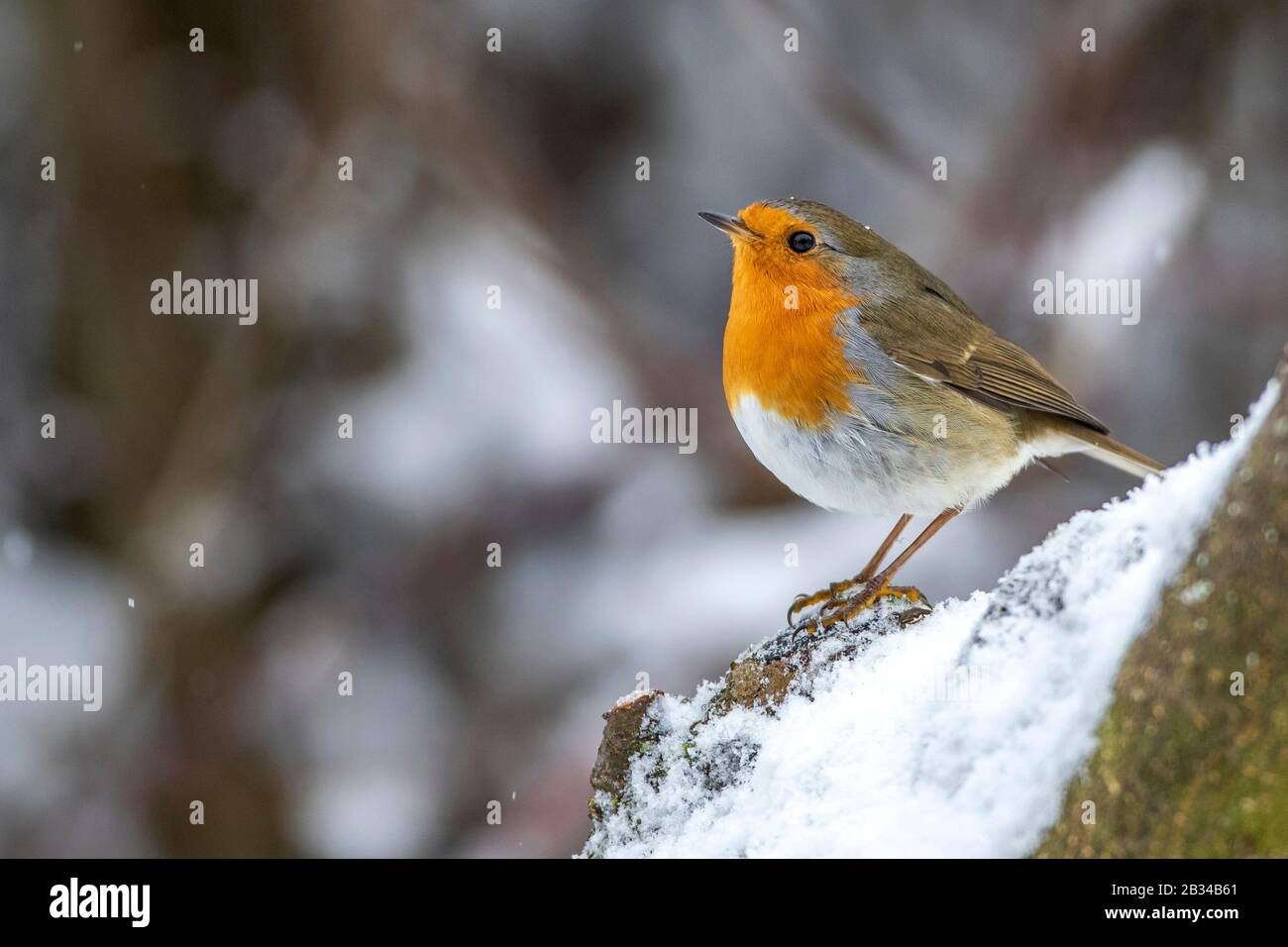 European robin (Erithacus rubecula), in winter, side view, Germany ...