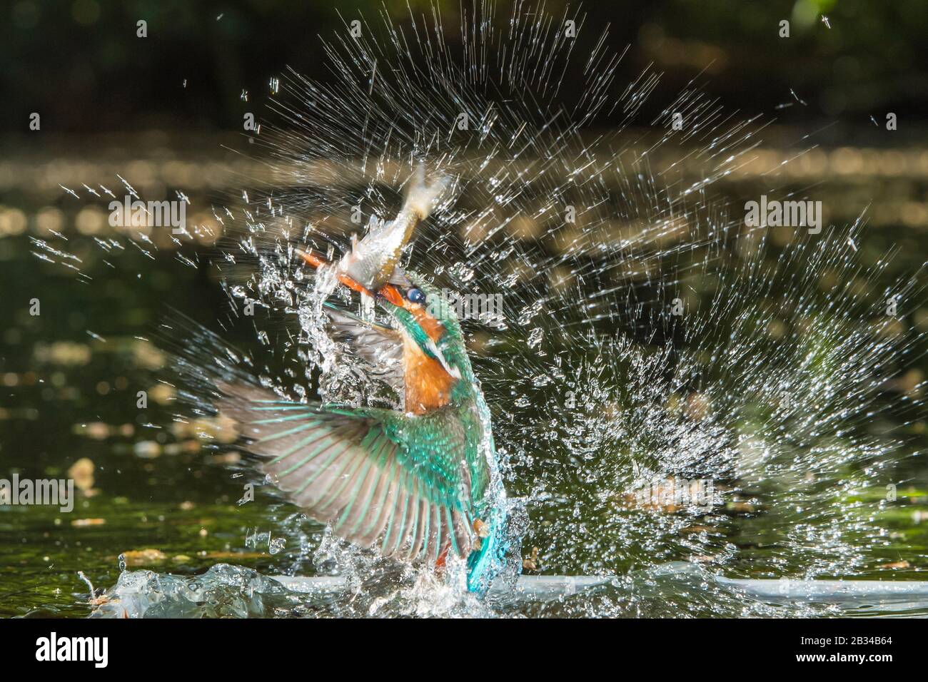 river kingfisher (Alcedo atthis), hunting, leaving the water with prey ...
