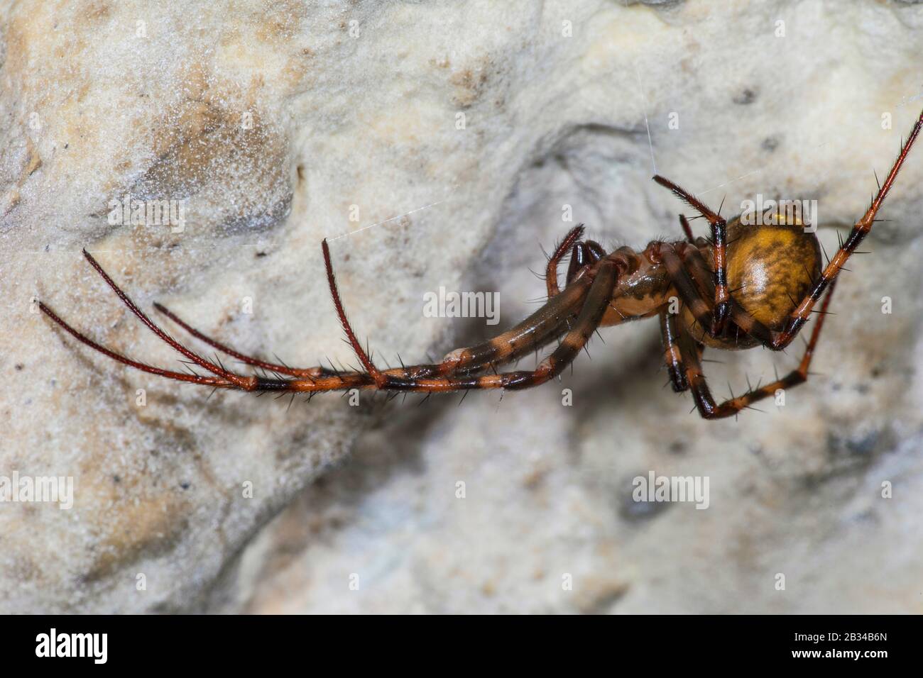 Cave spider hi-res stock photography and images - Alamy