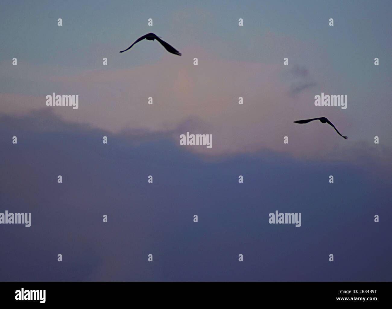 Silhouette of two birds flying in the sky with a scenery of sunset in ...