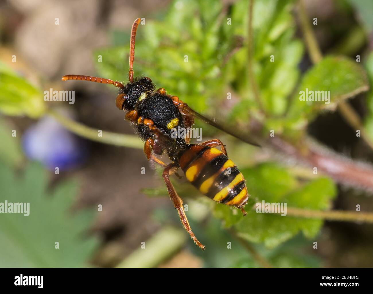 Dusky horned nomad bee nomada bifasciata hi-res stock photography and ...