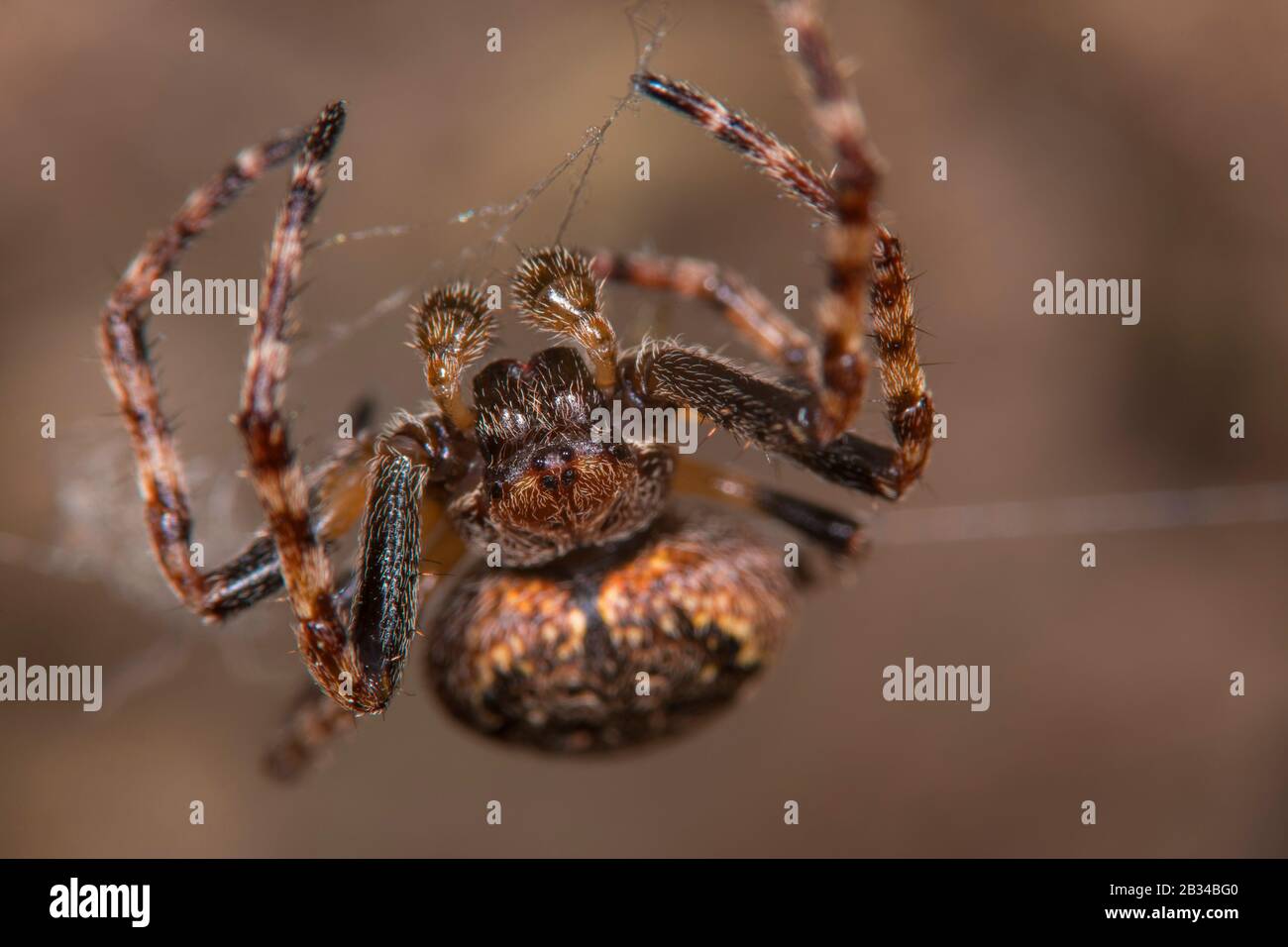 Crevice spider, Walnut Orb-Weaver Spider, Walnut orb weaver spider ... Crevice spider, Walnut Orb-Weaver Spider, Walnut orb weaver spider ...