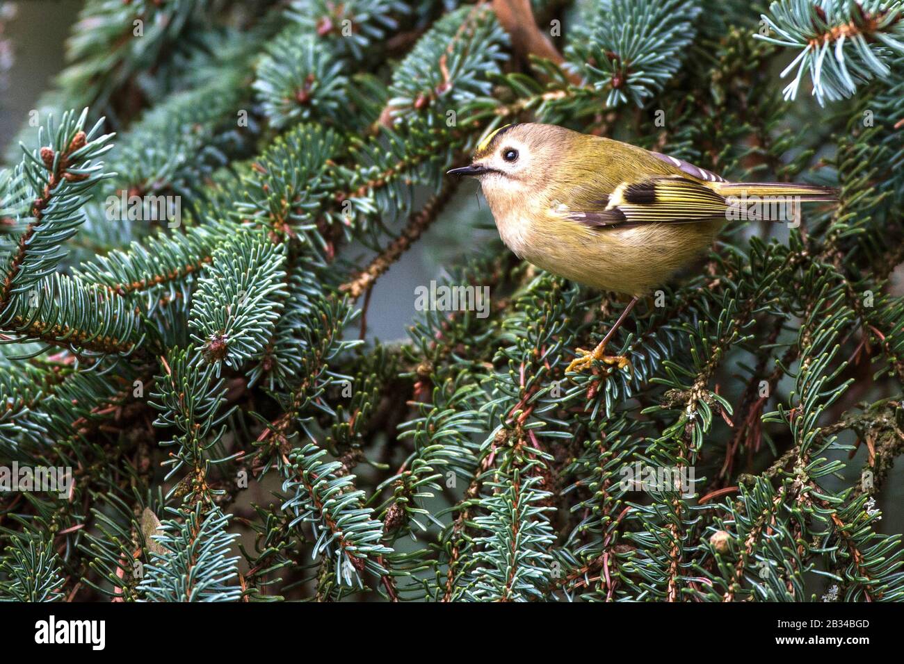 goldcrest (Regulus regulus), perching on a fir, side view, Germany ...