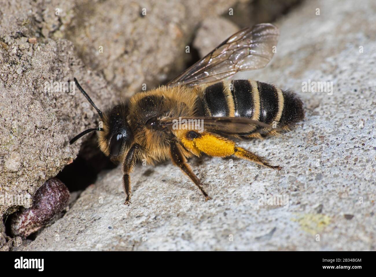 Yellow-legged Mining-bee (Andrena flavipes), lateral view, Germany ...