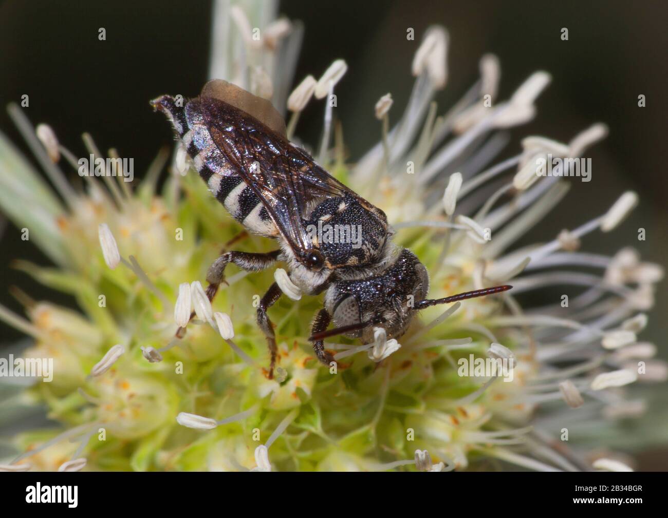 leaf-cutting cuckoo bee, sharp-tailed bee (Coelioxys haemorrhoa), top ...