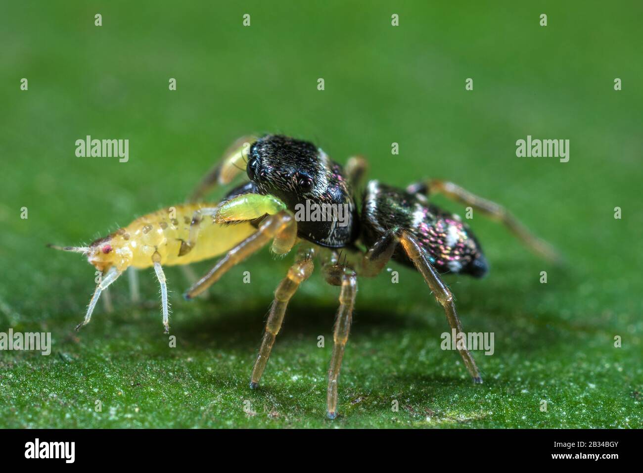 Jumping spider (Heliophanus cupreus), sitting on a leaf with prey ...