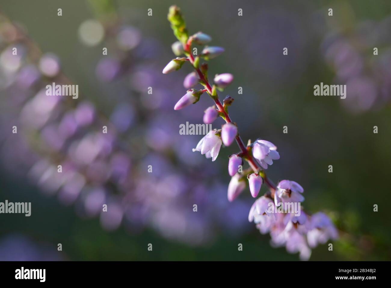 Common Heather, Ling, Heather (Calluna vulgaris), flowers, Germany ...