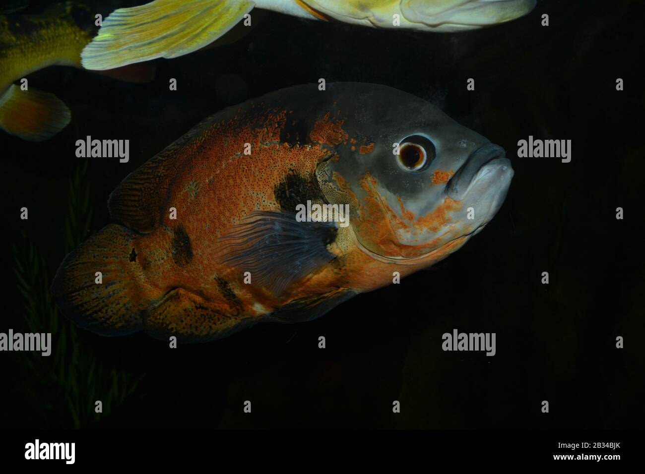 Oscar Cichlid Fish, in the Lakeside Aquarium in the Lake district ...