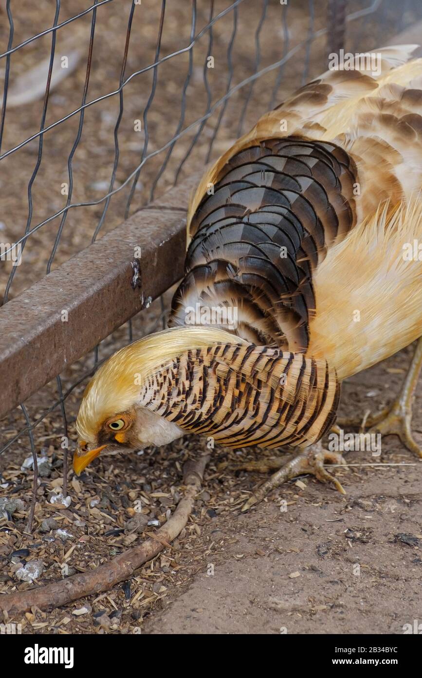 Portrait of a Golden Pheasant, part of animal in side view Stock Photo ...