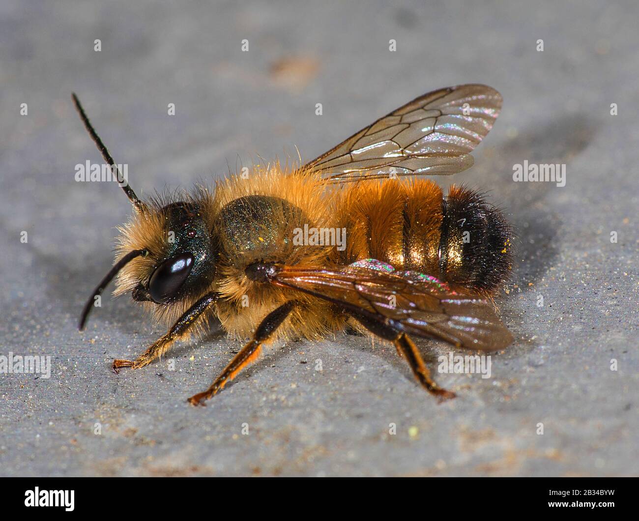 red mason bee (Osmia rufa, Osmia bicornis), lateral view, Germany Stock ...