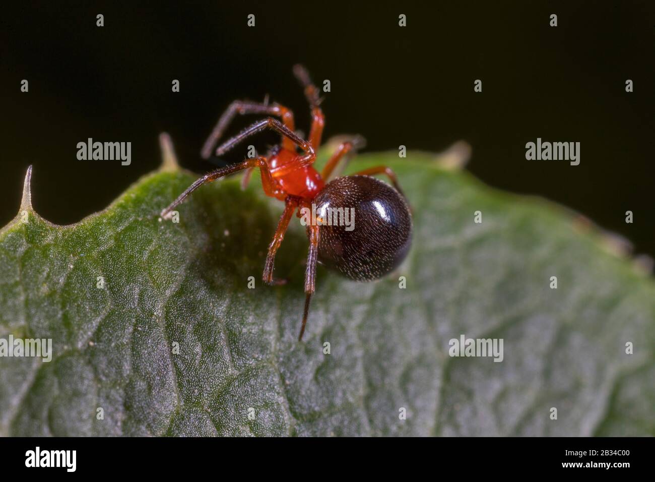 Money spiders hi-res stock photography and images - Alamy