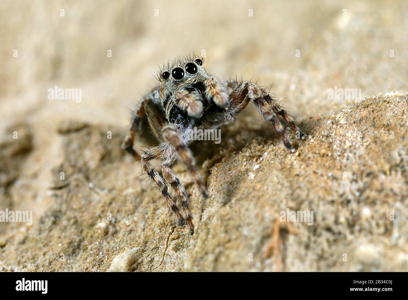 Jumping spider (Sitticus pubescens, Hypositticus pubescens), front view ...