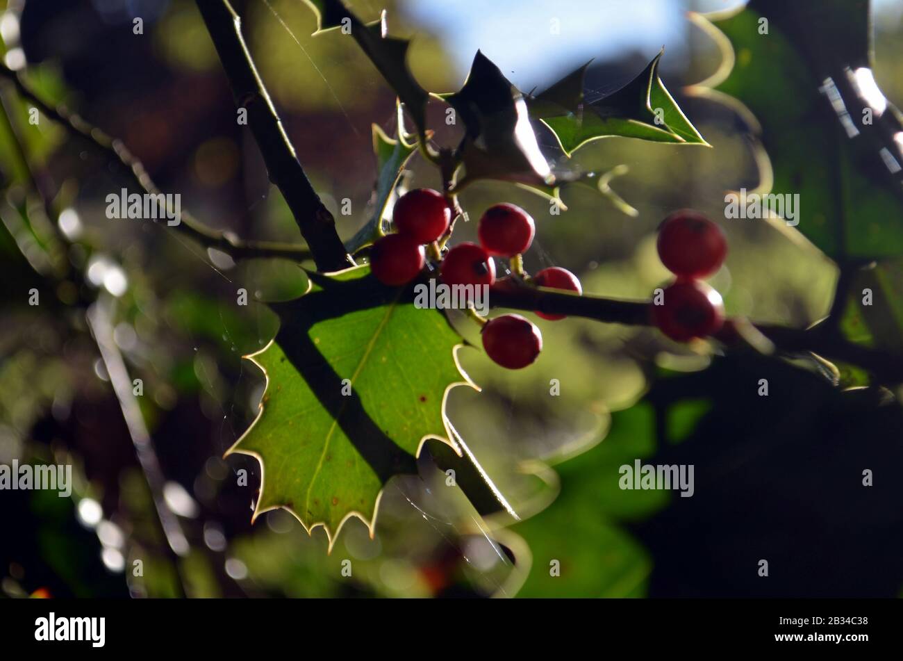 American holly hi-res stock photography and images - Alamy