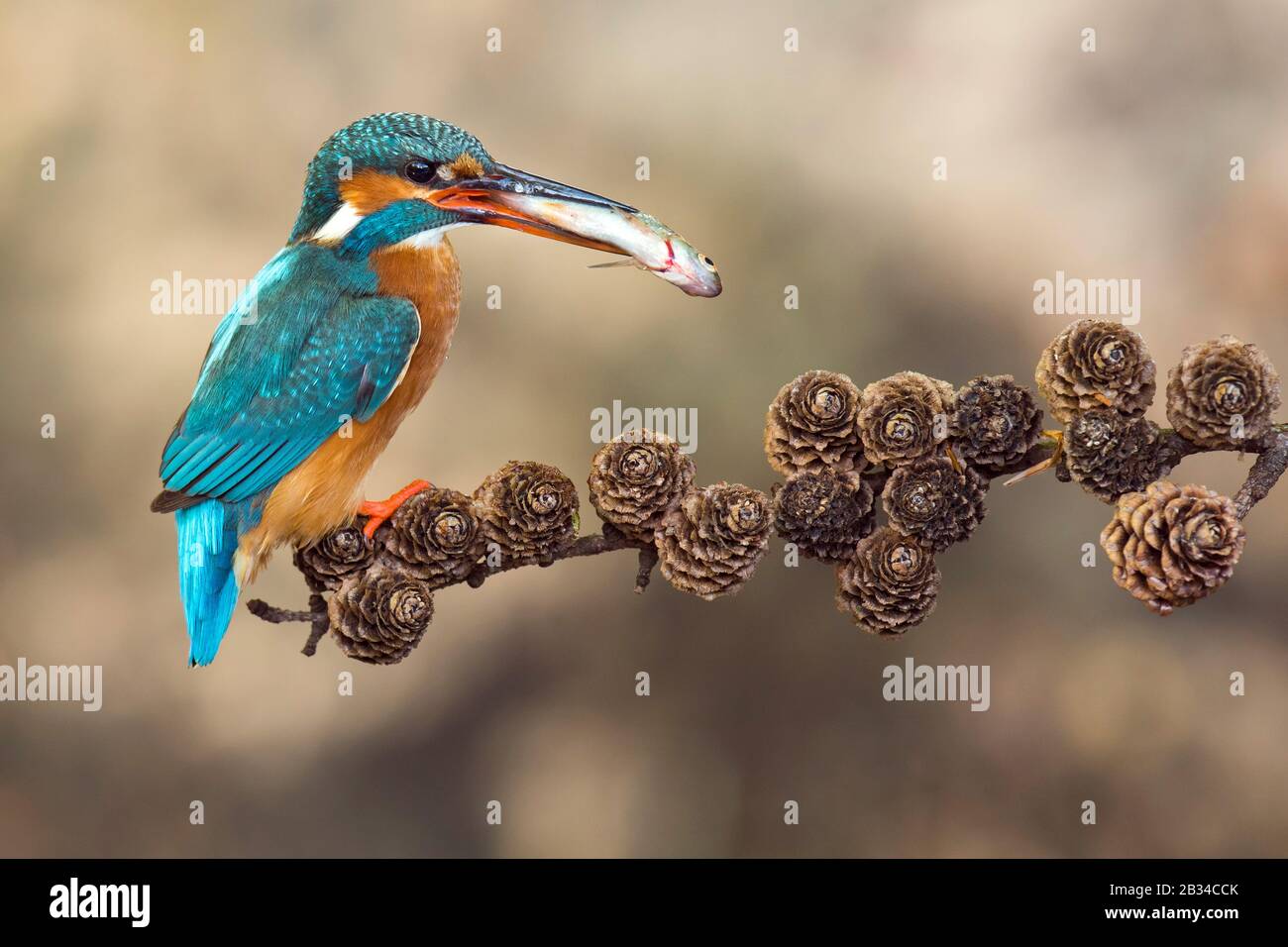 river kingfisher (Alcedo atthis), perching on a larch twig with a ...