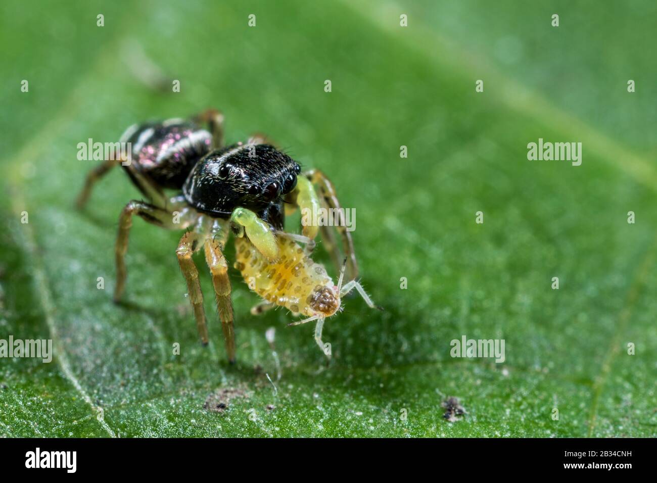Jumping spider (Heliophanus cupreus), sitting on a leaf with prey ...