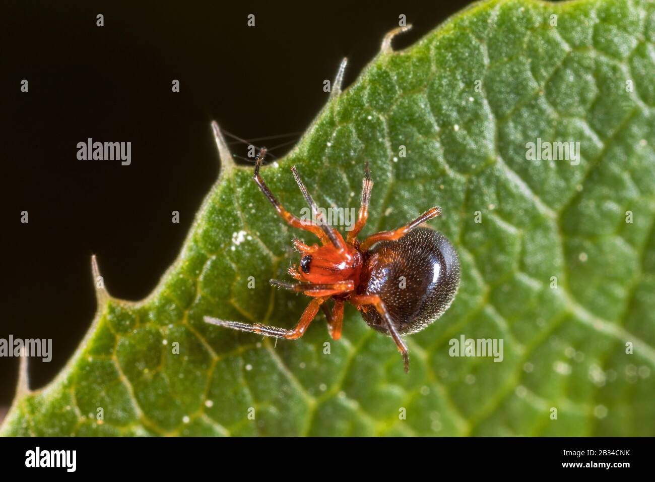 Money spiders hi-res stock photography and images - Alamy