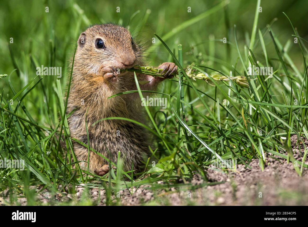 European ground squirrel, European suslik, European souslik (Citellus ...